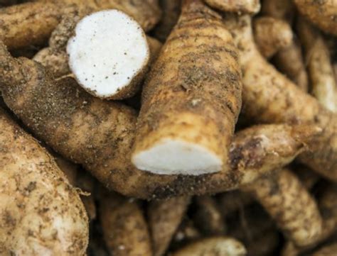 뮤신 효능 마 종류 먹는법 부작용 마즙효능 산마 효능 식물 정보 뮤신 효능 마 종류 먹는법 부작용 마즙효능 산마 효능 식물 정보