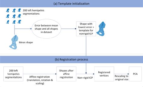 figure 1 from development of a statistical shape model and assessment