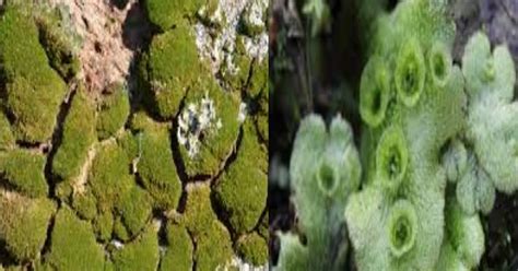 Bryophyta Characteristics Features