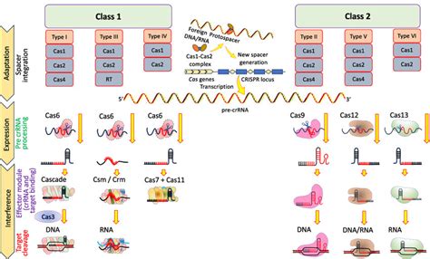 Crisprcas System Classification And Functions In Bacteria Based On