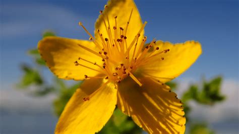 Tonic Immobility And Sexual Arousal During Sexual Violence Helping