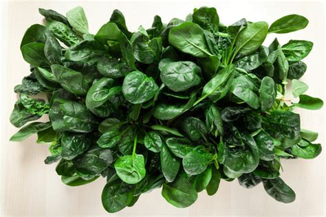 รูปภาพspinache เลือกดูภาพถ่ายสต็อก เวกเตอร์ และวิดีโอ257 Adobe Stock