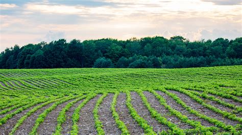 Wasde Lowers Corn Soybean Yields Southern Farm Network