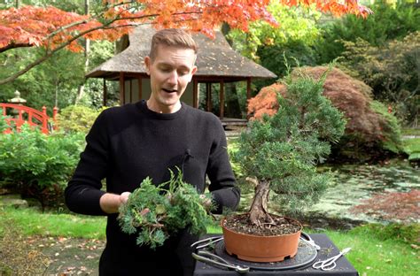 Making A Juniper Bonsai Bonsai Empire