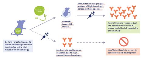Novel Mice Models Produce Fully Human Antibodies