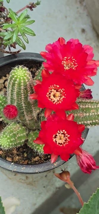 백단 선인장꽃이 피고 있네요 이 작은 선인장에서 수십송이의 꽃이 피고 지내요 동대신2동 우리집에서 Youtube