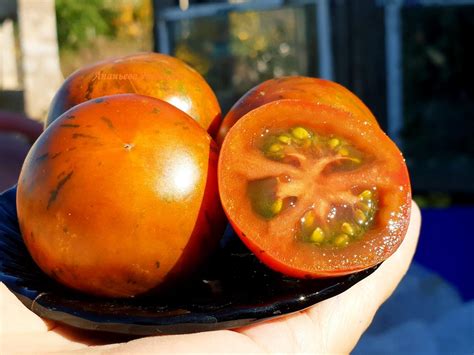 Томат Сарандипити: описание сорта, отзывы, фото | tomatland.ru