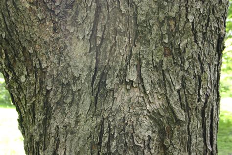 Columnar Red Maple Sacramento Tree Foundation