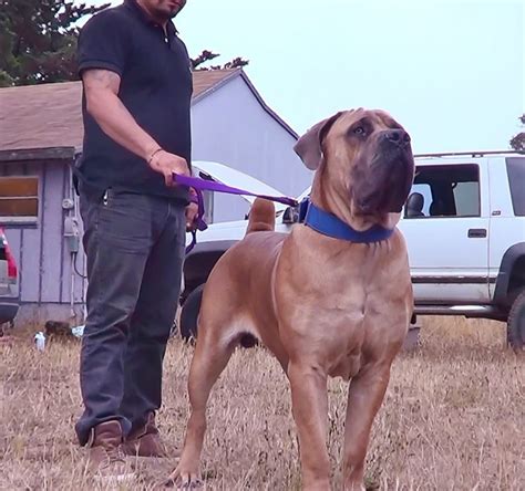 Alpine Lion Boerboels