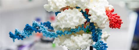 Proteinevolution Andrei Lupas