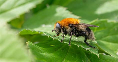 How To Identify Common Garden Pests Gardener Tool