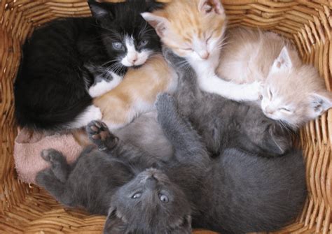 Why Do Cats Have Different Colored Kittens Vet Approved Facts And Faq