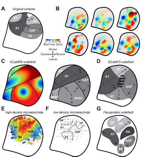 Mapping The Core And Higher Order Fields Of The Mouse Auditory Cortex Download Scientific