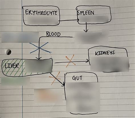 Liver Disease Diagram Quizlet