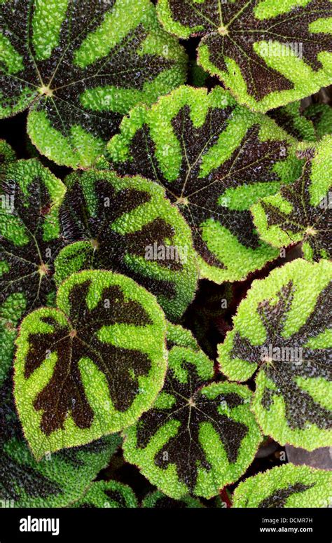 Begonia Schmidtiana Begoniaceae Brazil Stock Photo Alamy