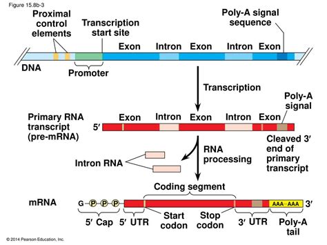 Regulation Of Gene Expression Ppt Download