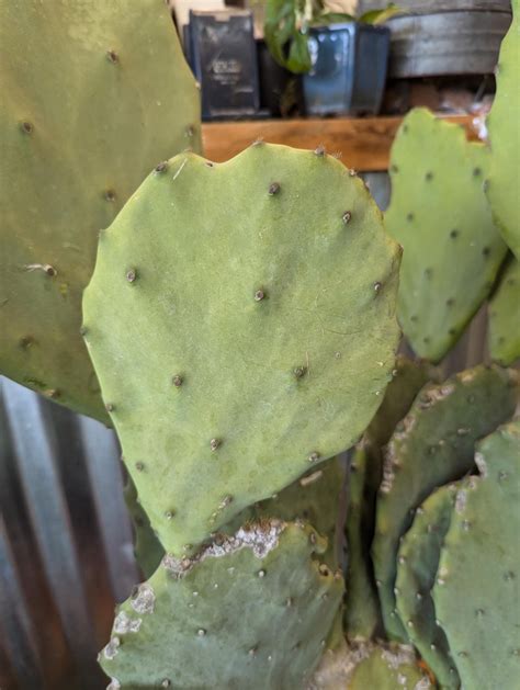 Old Mexico Prickly Pear Cactus Pad Cutting Large Cactus Cutting Opuntia Gomei Etsy