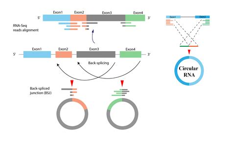 Circular Rna Analysis Codes A Journey To Dive Into Biological Information