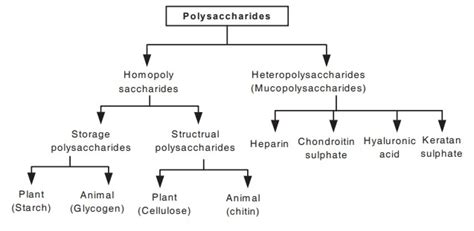 Polysaccharides Function Carbohydrate Definition Classification
