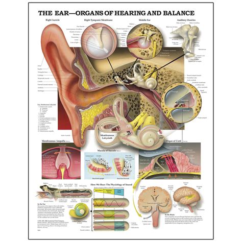 19 Best Ear Anatomy Images Ear Anatomy Human Body