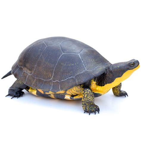 Blandings Turtle Emydoidea Blandingii Savi Made