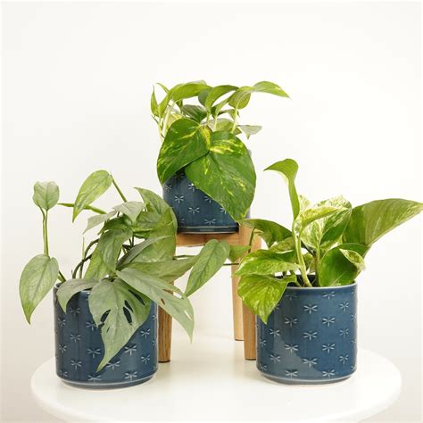 Trailing Pothos Plant Bundle And 3 X Plants 3 X Pots And Houseplant Uk