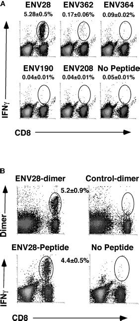 Oscillating CD T Cell Effector Functions After Antigen Recognition In The Liver Immunity