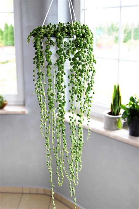 Крестовник Роули - уход и проблемы в выращивании :: myPlants