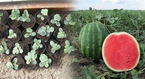 Як виростити кавуни з розсади сприятливі дні для посадки Будуть великі та солодкі