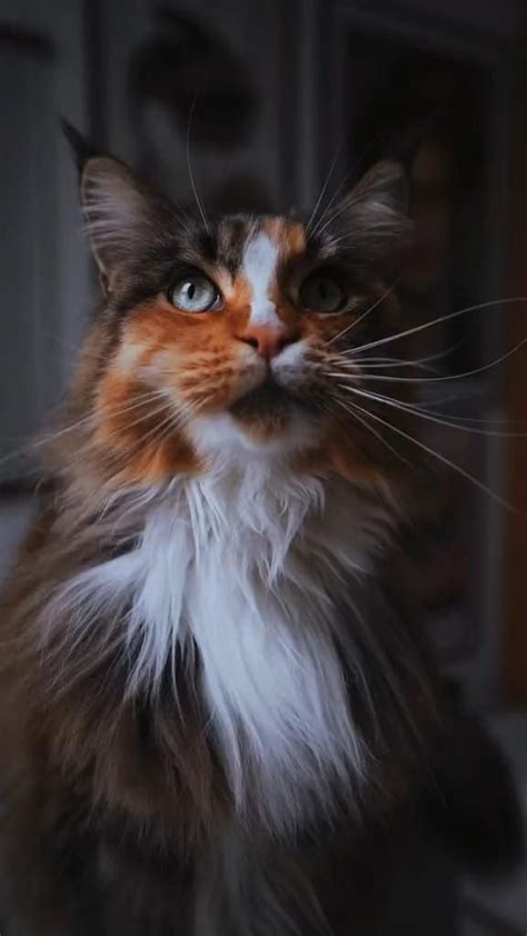 25 Authors And Their Holiday Traditions Book Review Hasty Book List