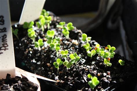 Simple Steps To Sowing Seeds Soil To Supper