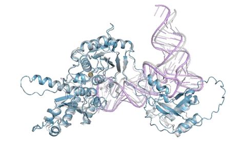 Alphafold3及其与alphafold2相比的改进 知乎 Alphafold3及其与alphafold2相比的改进 知乎