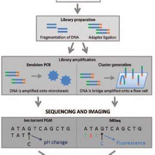 Next Generation Sequencing Methodology Download Scientific Diagram