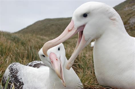 Research Shows Danger Zones For Wandering Albatrosses British