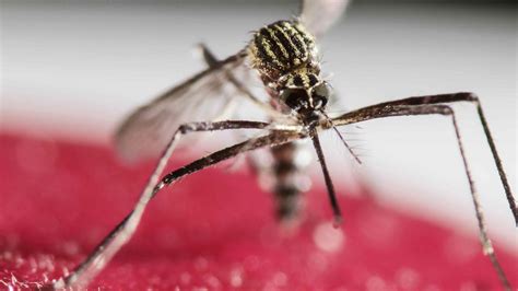 Zika And Spring Break Travel What You Need To Know Fox News