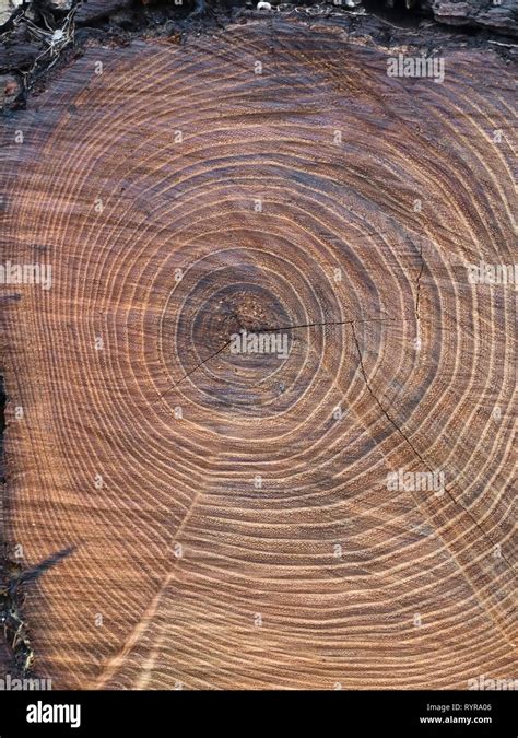 Tree Trunk Cross Section Rings Showing Hi Res Stock Photography And Images Alamy