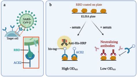 A Sars Cov 2 Spike Protein Binds To The Host Cell Receptor Ace2 And