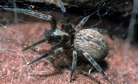 10 Grey House Spiders With Pictures And Identification