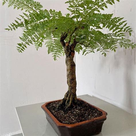 18 Best Jacaranda Bonsai Tree Pictures Balcony Garden Web