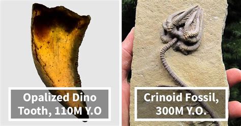 Ancient Fossils Thatll Make You Say Whoa Bored Panda