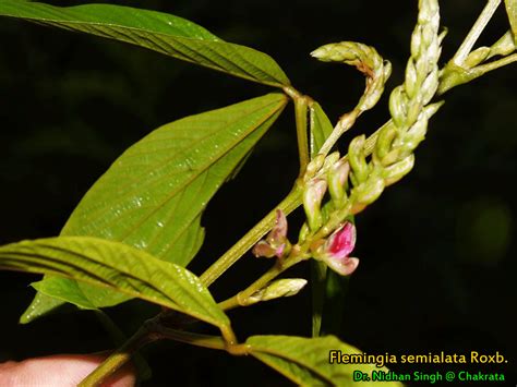 Medicinal Plants 11012015 12012015