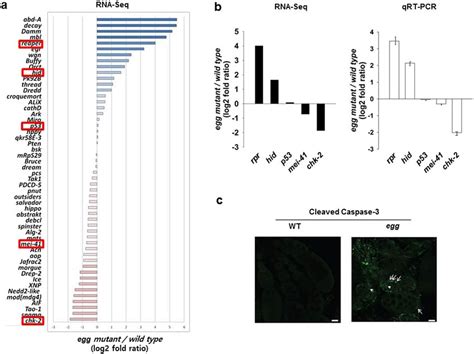 Apoptotic Genes Are Generally Derepressed In Egg Mutant Ovaries A