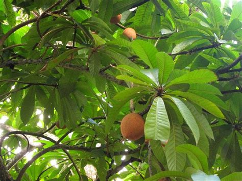 Pouteria Sapota Ticorico