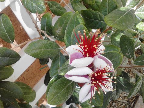 Making Pineapple Guava Set Fruit Xtremehorticulture