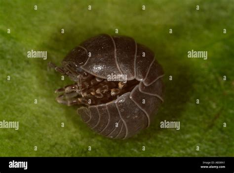 Pill Woodlice Or Pillbug Armadillidium Vulgare Curled Curling Out Of