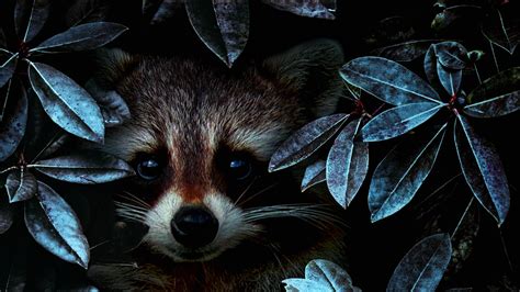 Енот спрятался · 1920x1080 Full Hd бесплатная фотография от Chappie картинки и обои на
