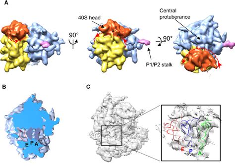 Cryo Em Structure Of Translating Hela 80s Ribosome A Result Of