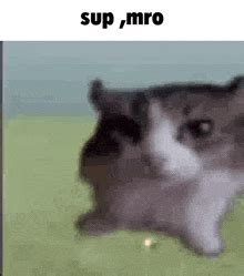 Sup Sup Girl Meme Sup Sup Girl Discover And Share S