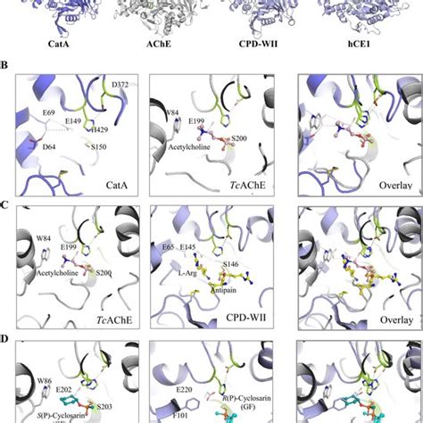 A The Alpha Beta Hydrolase Fold Is Common To Cata Ache Cpd Wii And Download Scientific