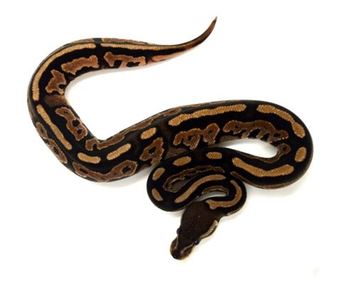 Cinny Dh Sunset Piebald Ball Python By Reptilekreations